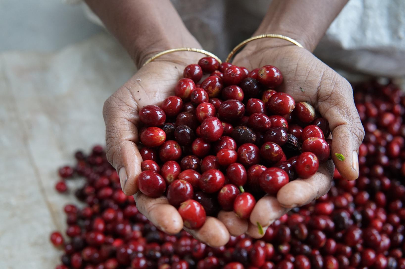 Washed Processed coffee – Riverdale